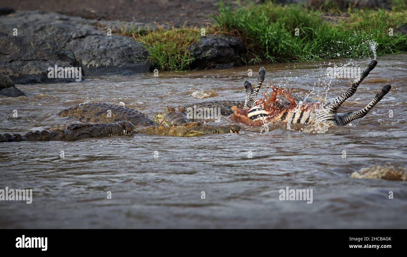 Alligators and prey in the river in an open field in Masai Mara, Kenya ...