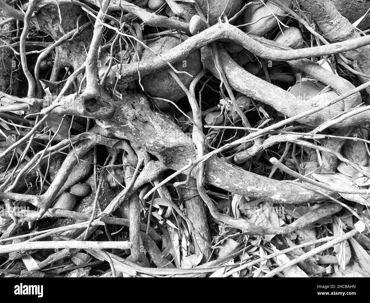 Fish migration river Black and White Stock Photos & Images - Alamy