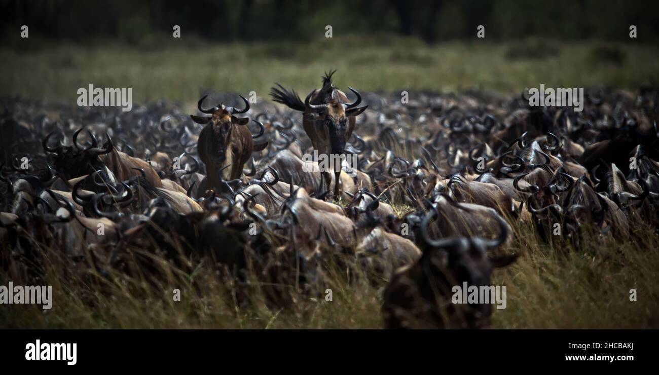 Wildebeest animals in an open field in Masai Mara, Kenya Stock Photo ...