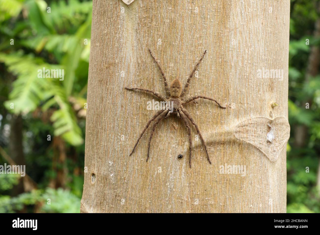 Philodromus spider on a papaya tree trunk in a tropical rainforest ...