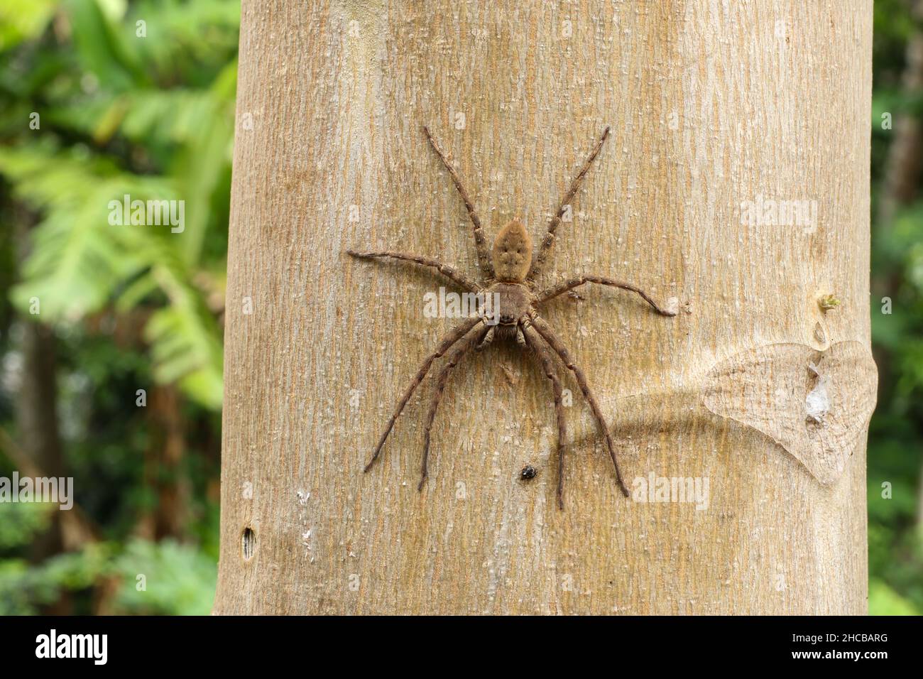 Philodromus spider on a papaya tree trunk in a tropical rainforest ...