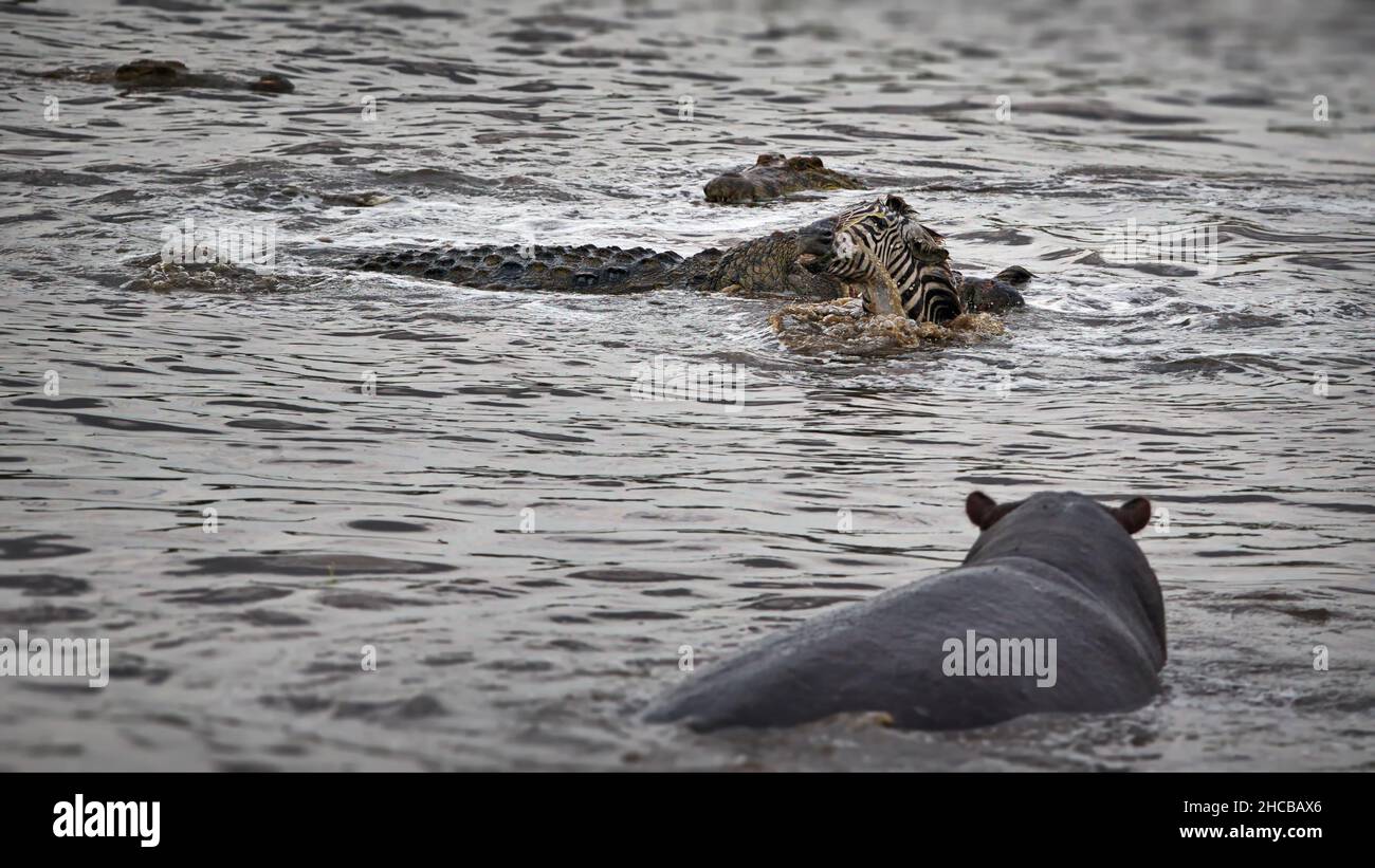 Group of wild animals fighting in a river in Masai Mara, Kenya Stock ...