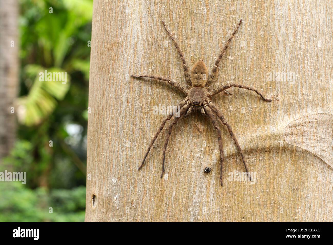 Philodromus spider on a papaya tree trunk in a tropical rainforest ...