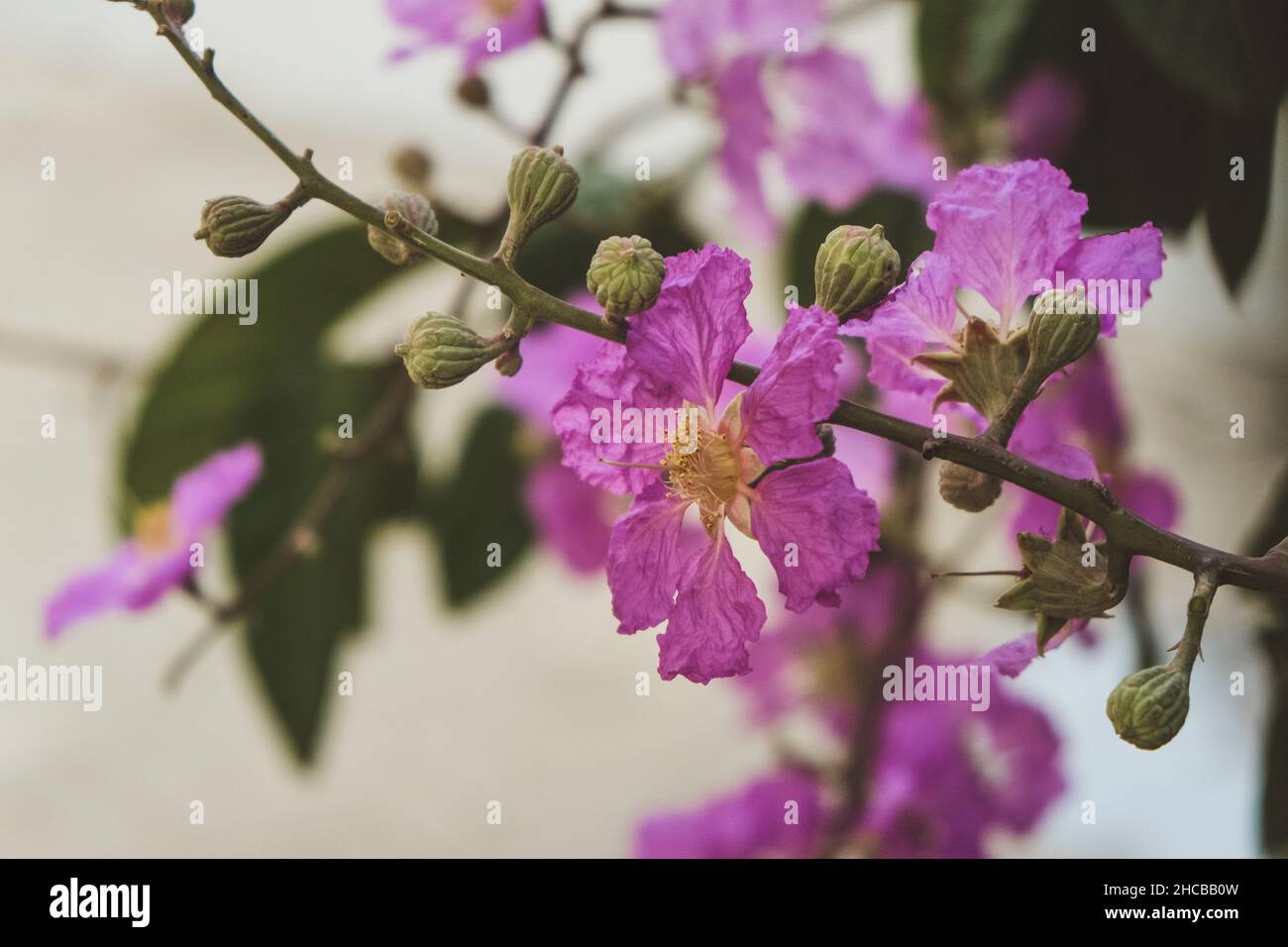 Lagerstroemia lagerstroemia speciosa lythraceae tree hi-res stock ...