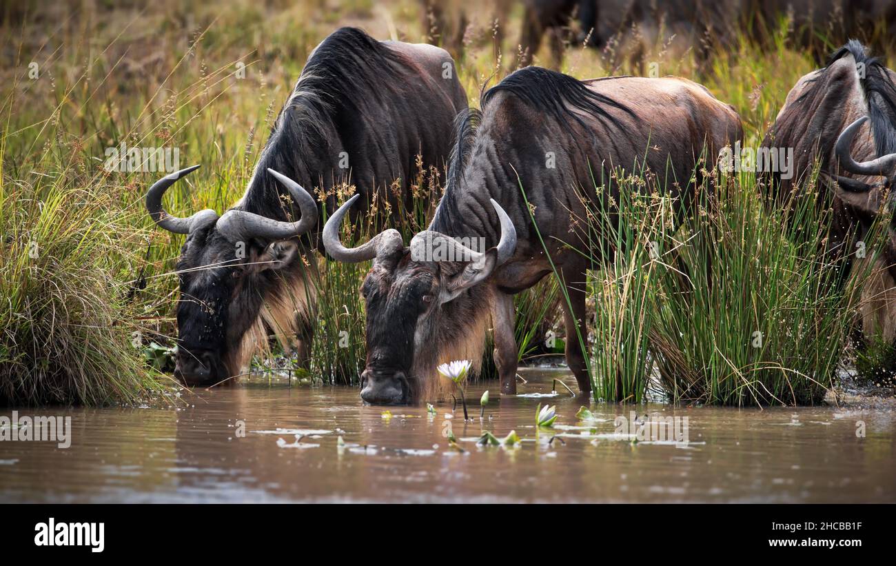 Wildebeest animals drinking water from a river in an open field in ...