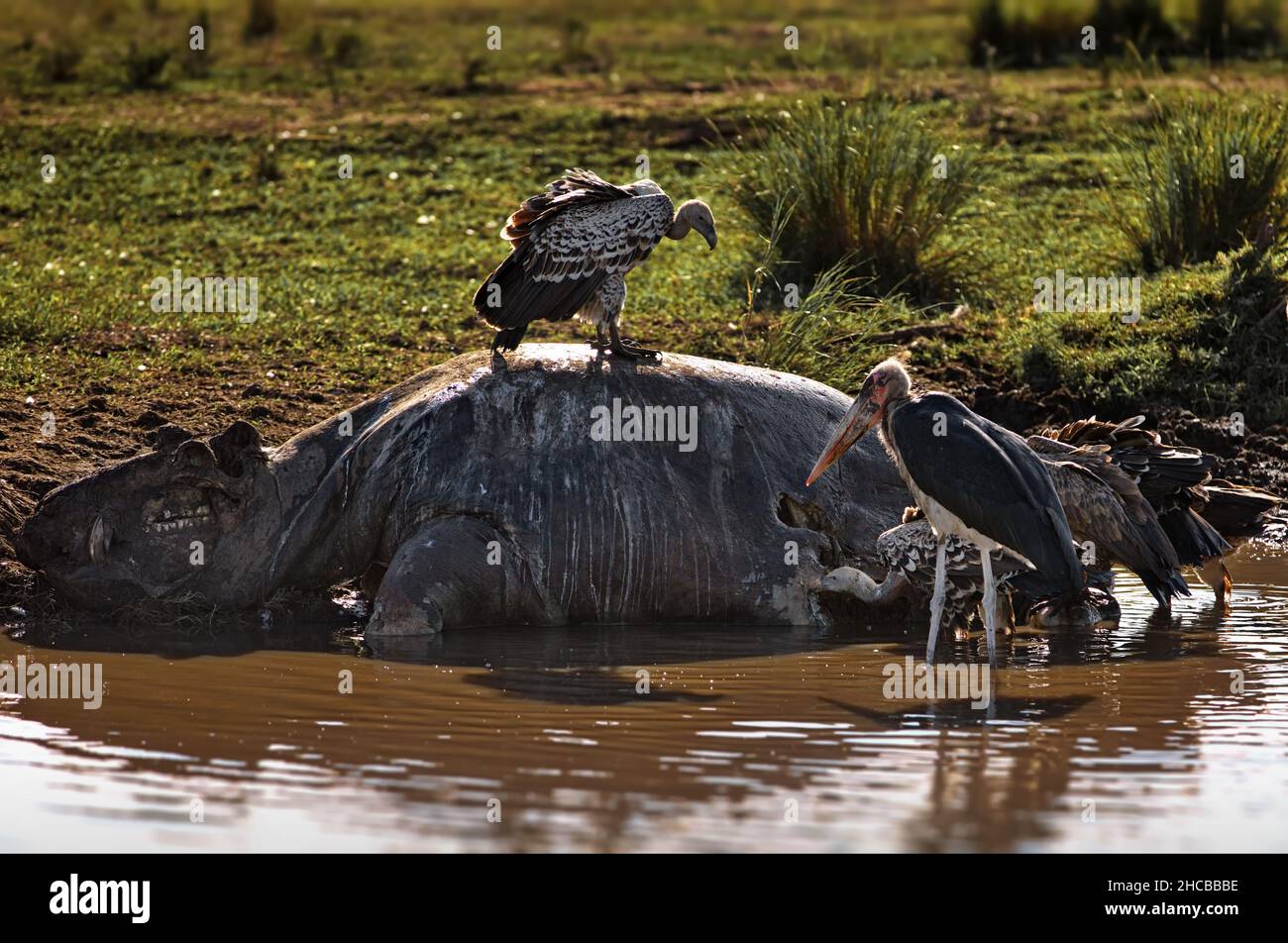Pair of vultures feasting on a dead hippo in a swamp in Masai Mara ...