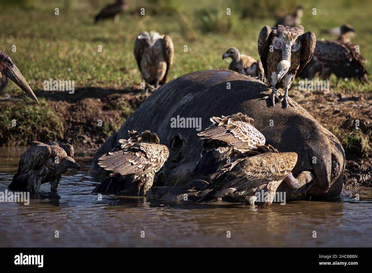 African elephant near water in hi-res stock photography and images - Alamy