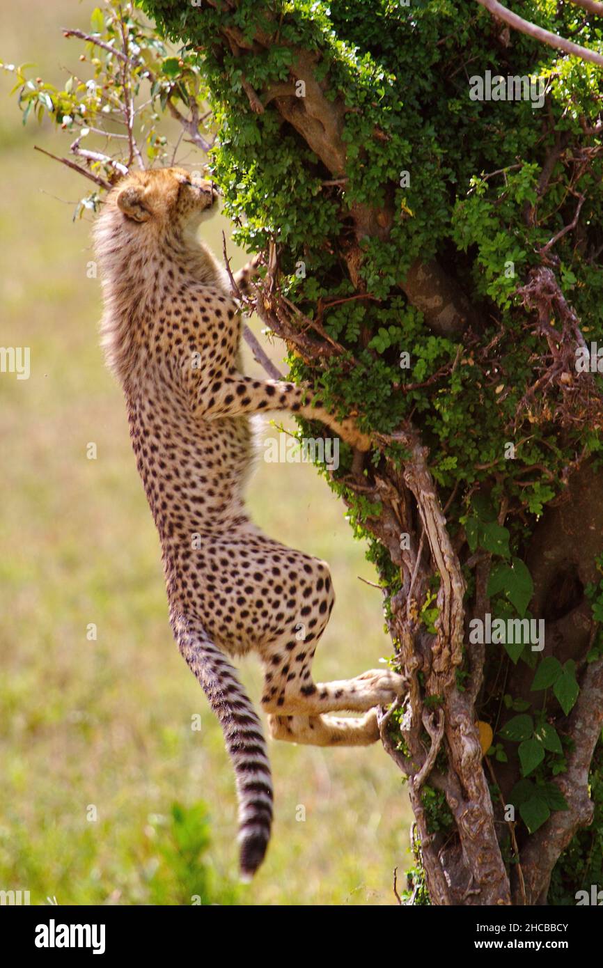 Vertical shot of an East African Cheetah trying to climb up a tree in ...