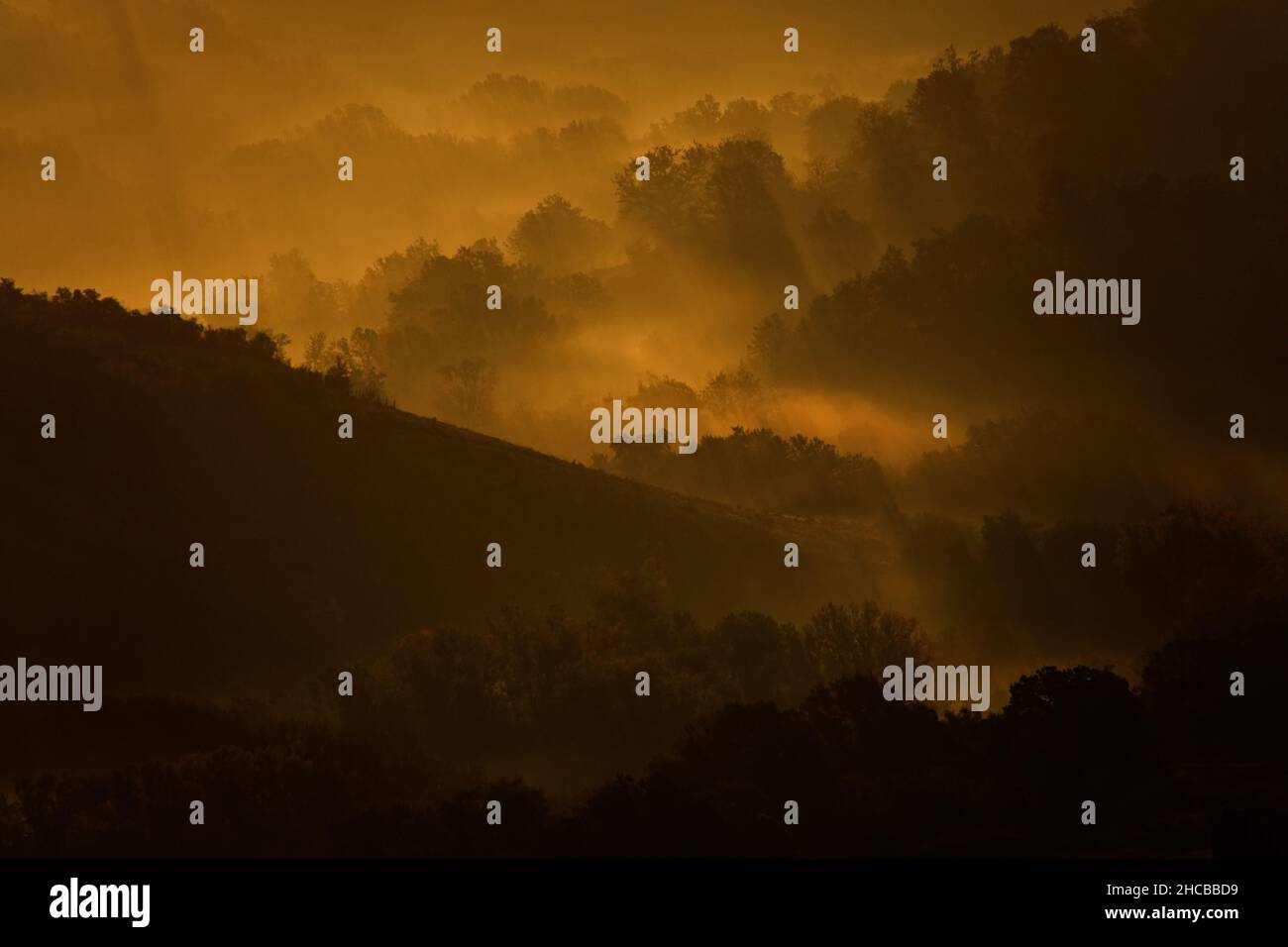 Dense fog in forest hi-res stock photography and images - Alamy