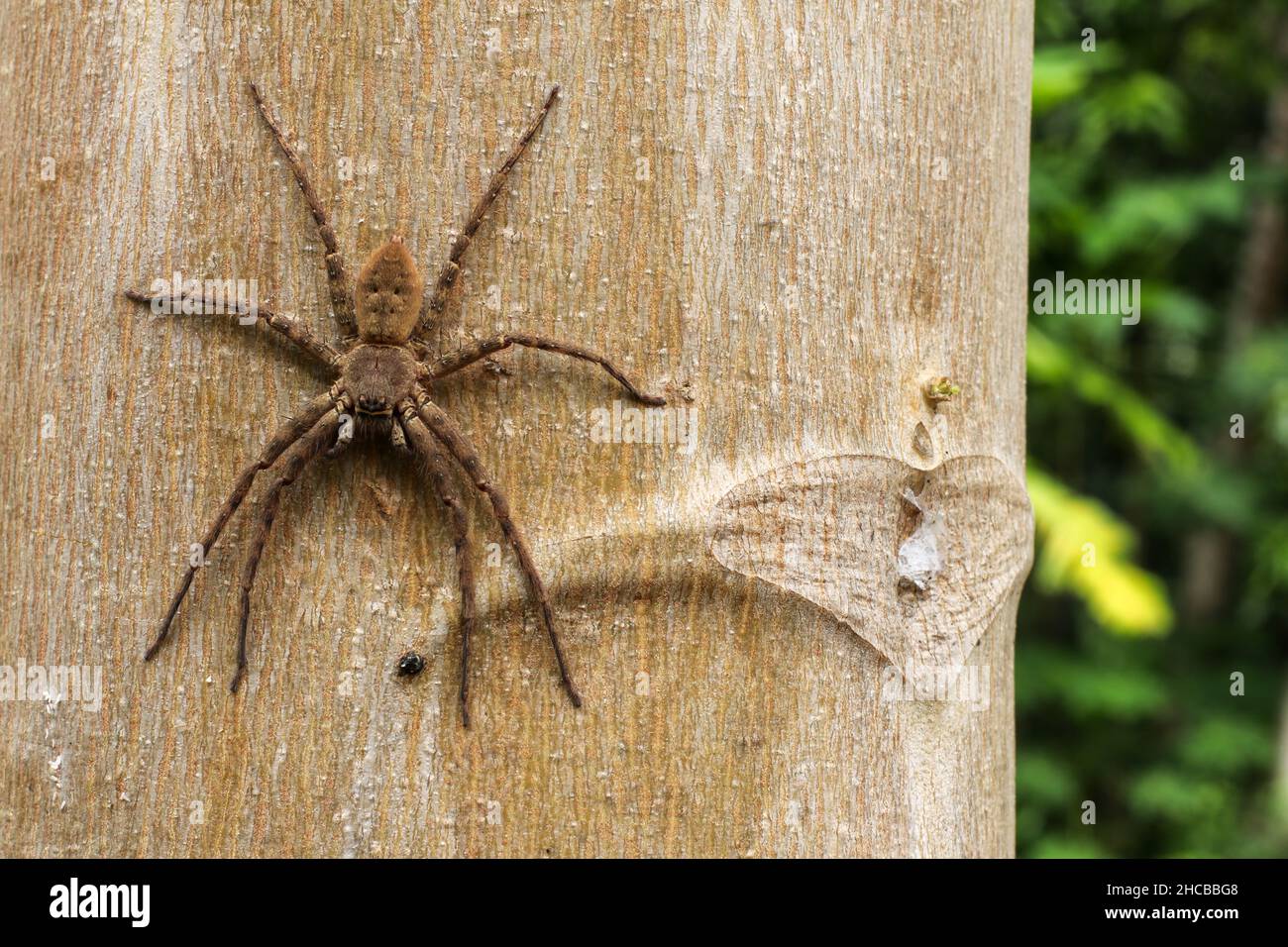Carpenter spider hi-res stock photography and images - Alamy