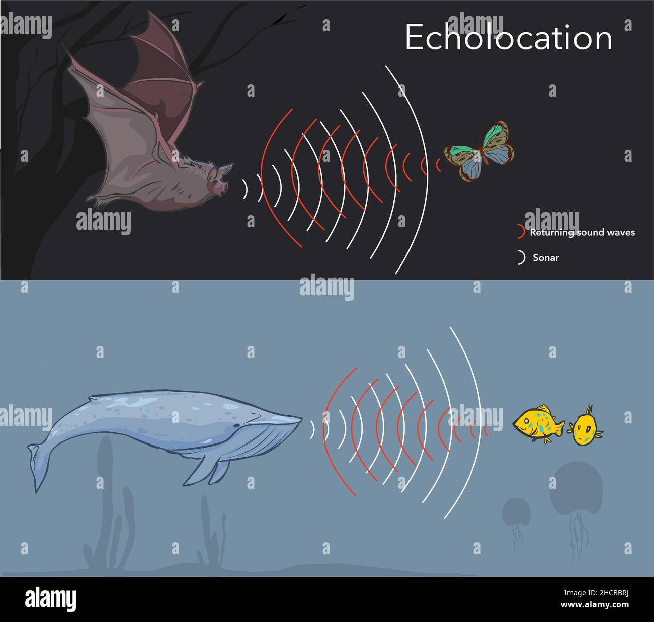 Echolocation hi-res stock photography and images - Alamy