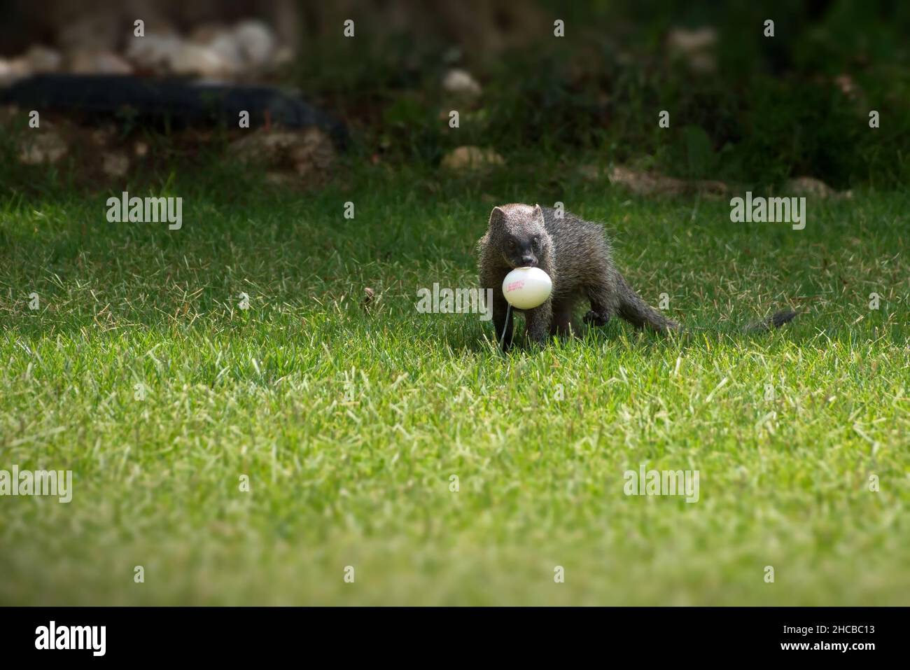 View of an Egyptian mongoose eating a big egg on grassland in Israel ...