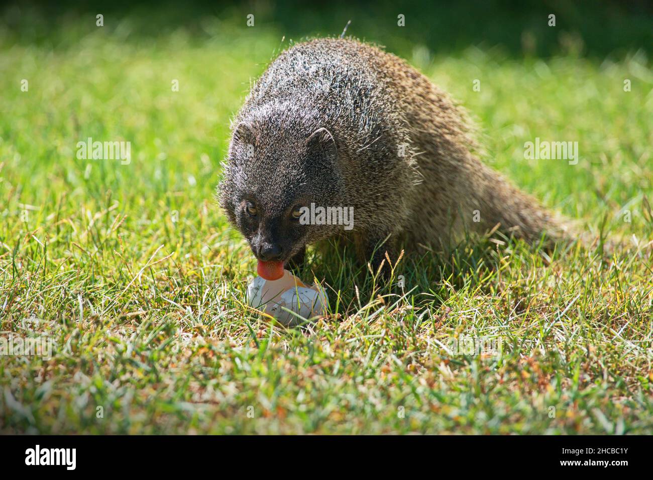 Closeup of a mongoose with an egg on the green grass in Israel during ...