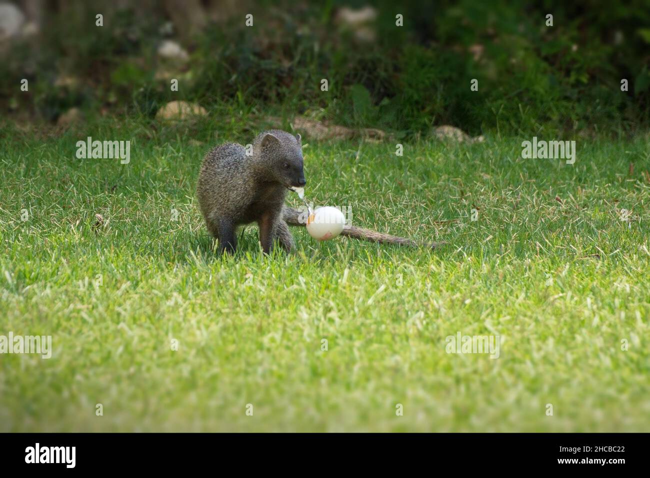 Closeup nature israel furry hi-res stock photography and images - Alamy