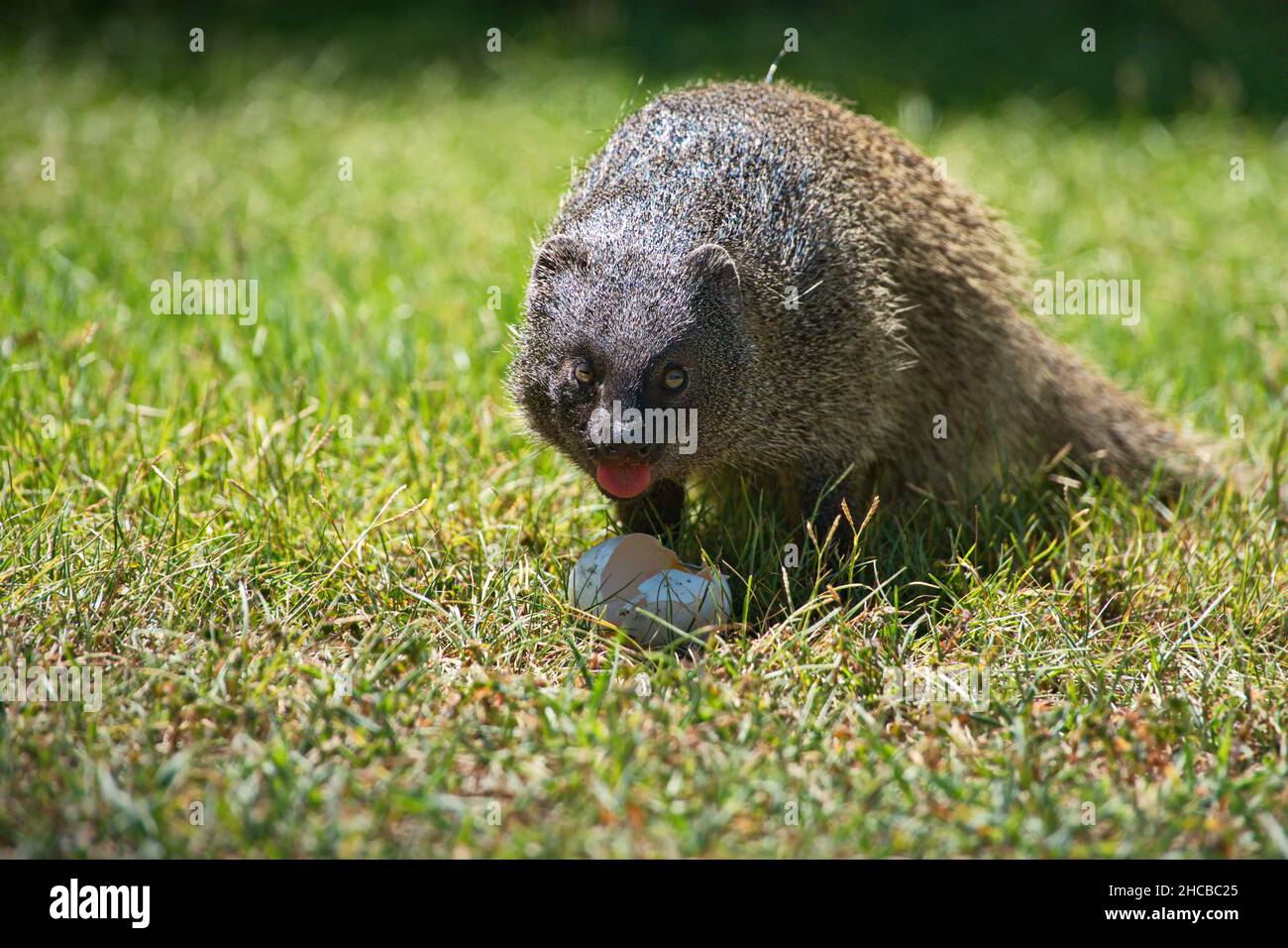 Hair fauna hi-res stock photography and images - Alamy