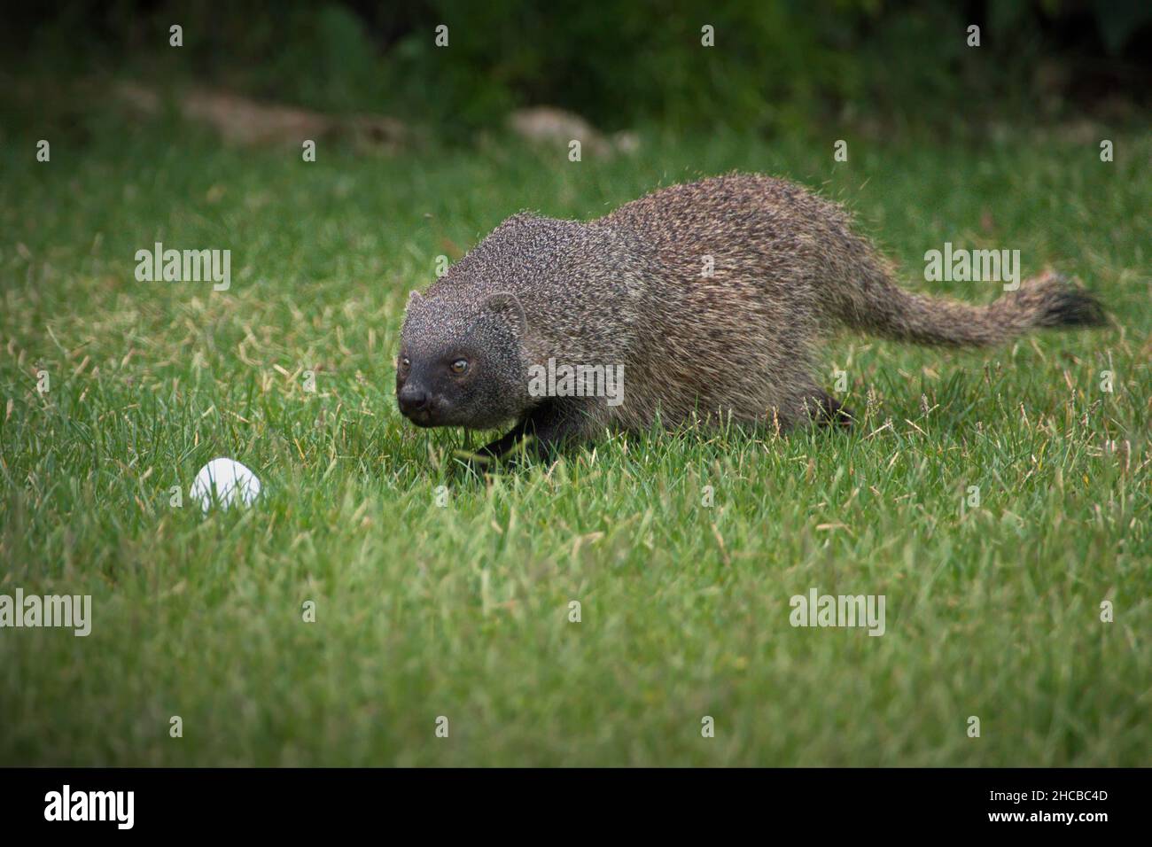 Mongoose with an egg in a grassy field in Israel Stock Photo - Alamy