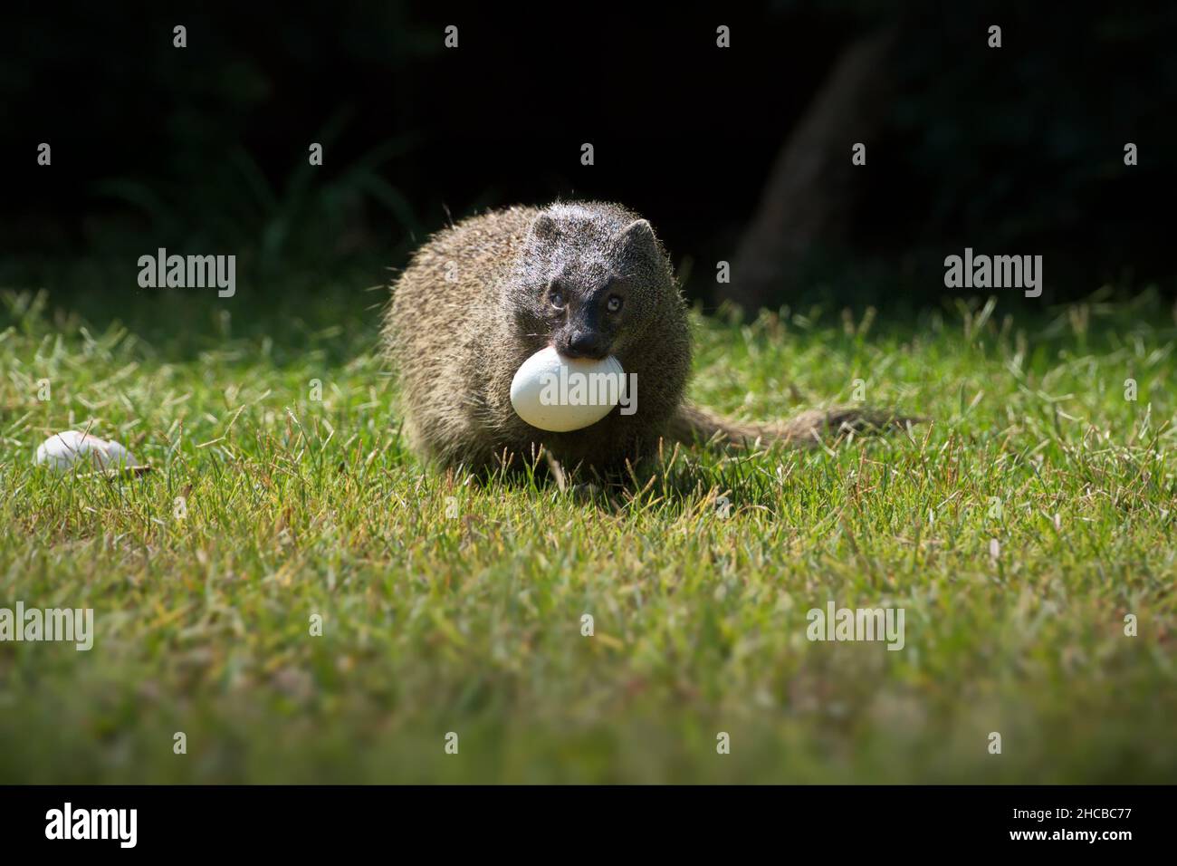 View of an Egyptian mongoose eating a big egg on grassland in Israel ...