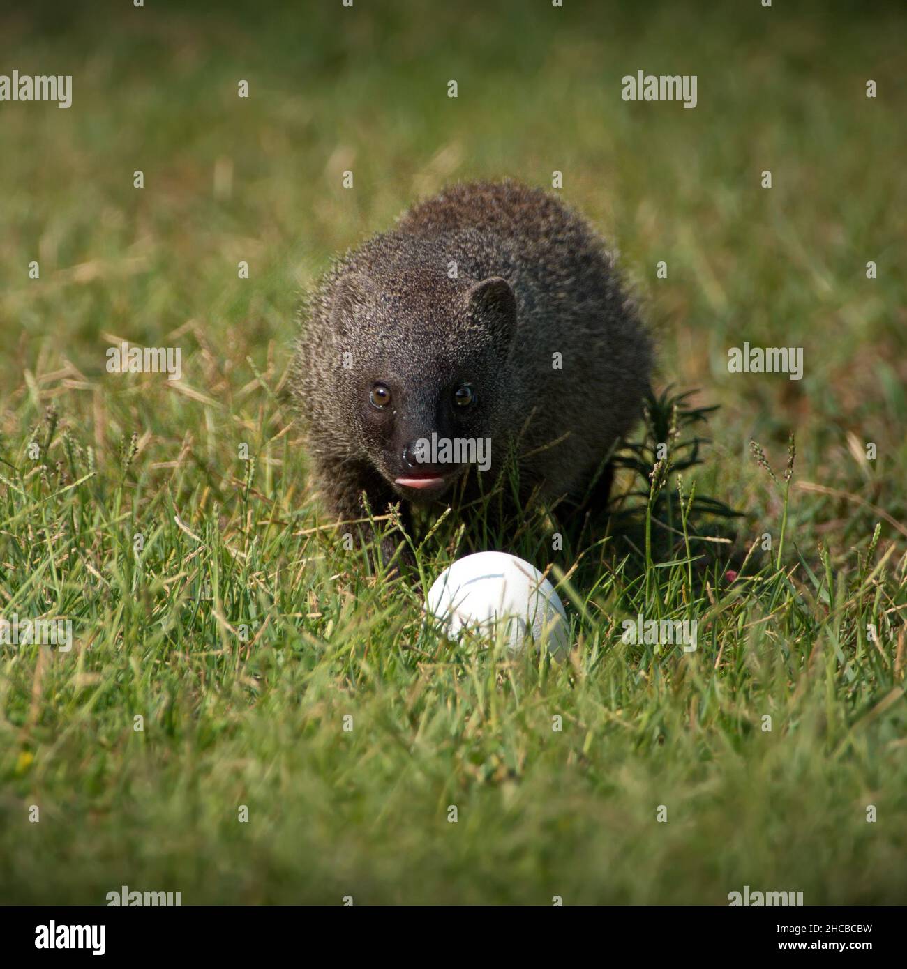 Closeup of a mongoose with an egg on the green grass in Israel during ...