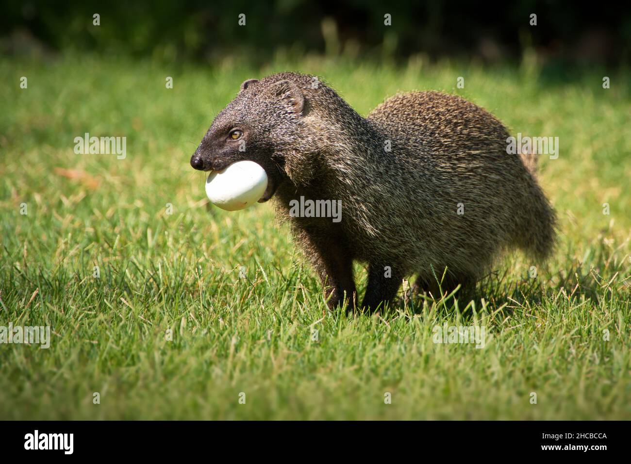 View of an Egyptian mongoose ready to eat a big egg on grassland in ...