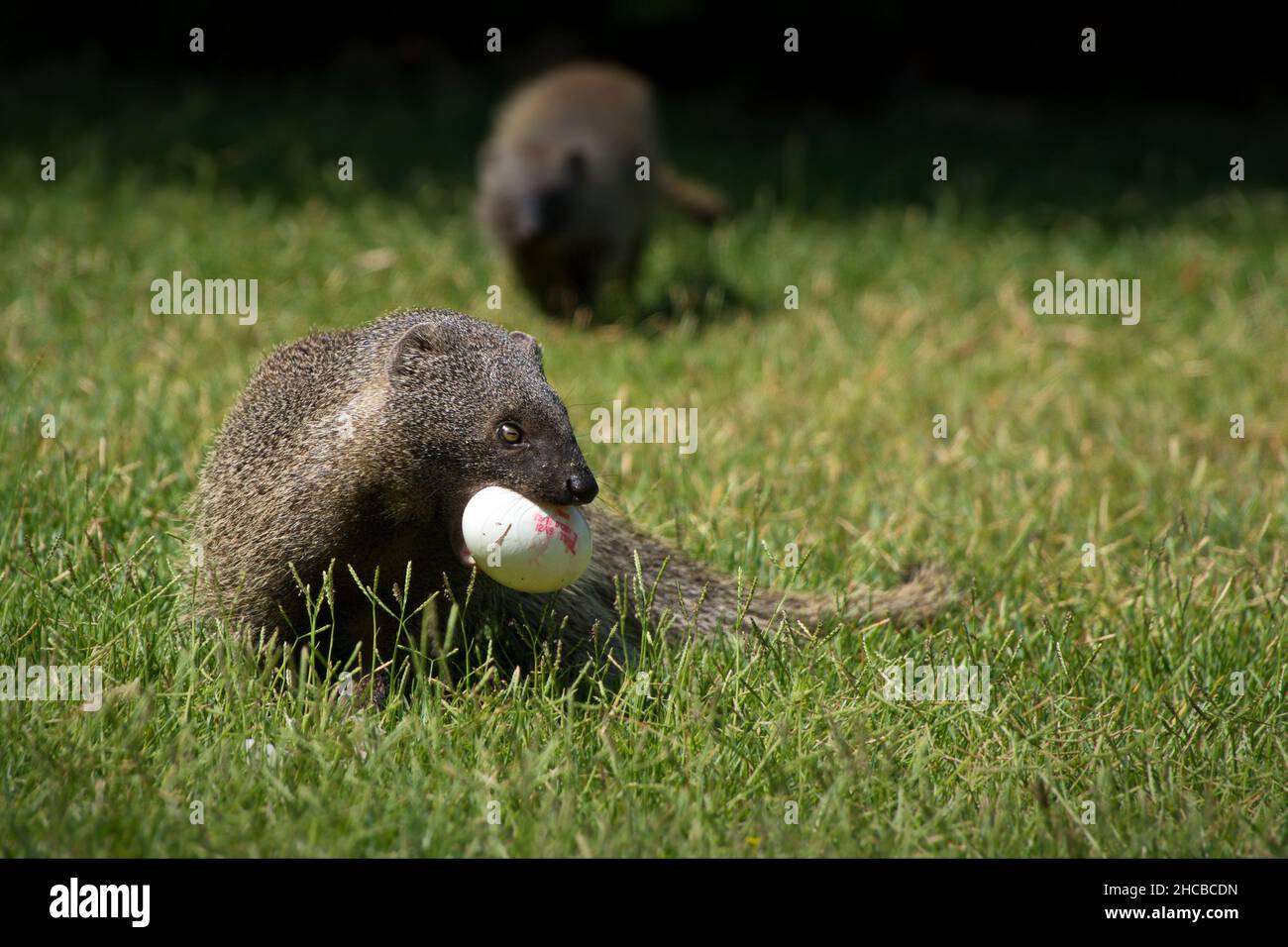 Closeup of a mongoose with an egg on the green grass in Israel during ...