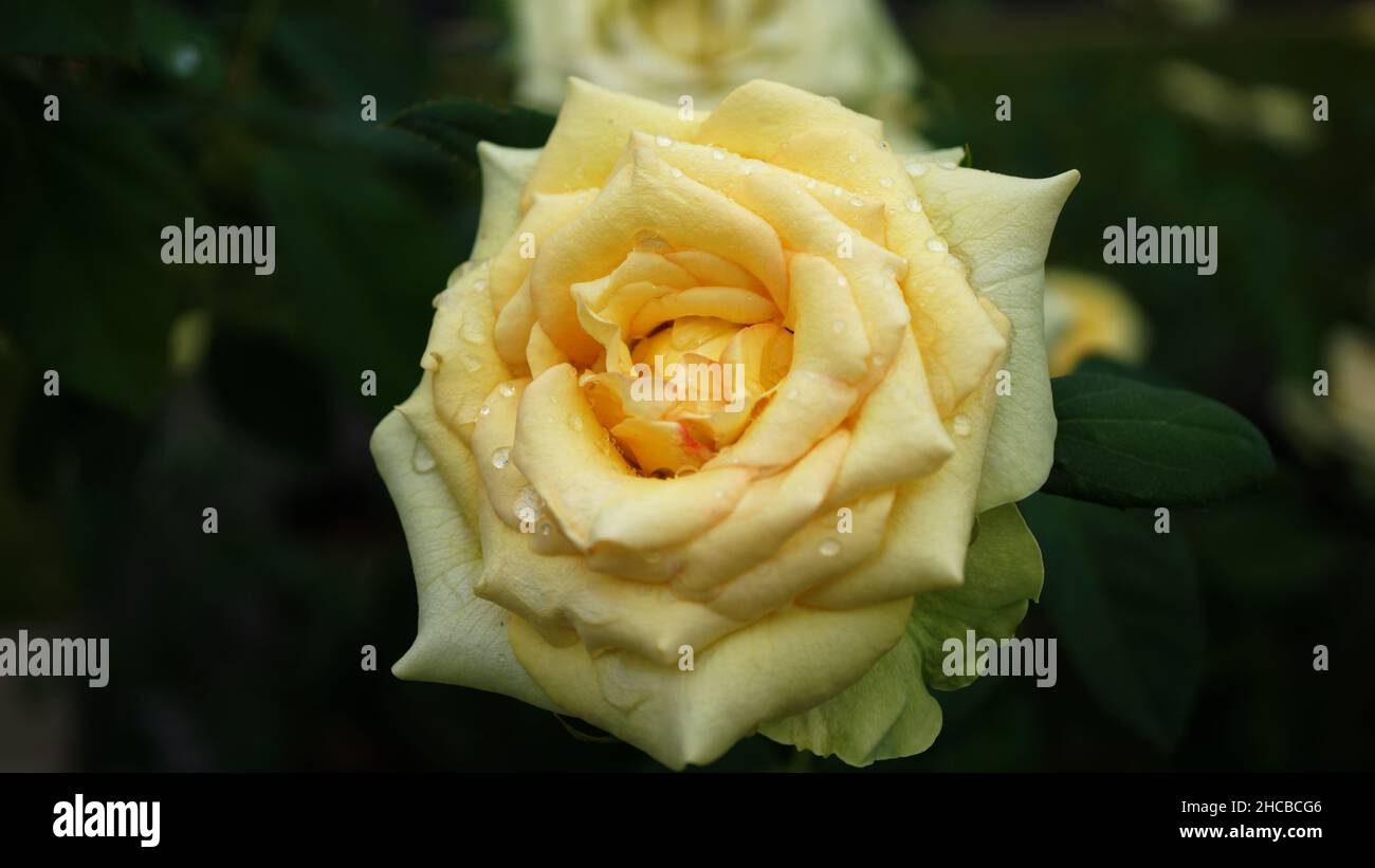 Close-up photos of roses with raindrops, photos taken after light ...