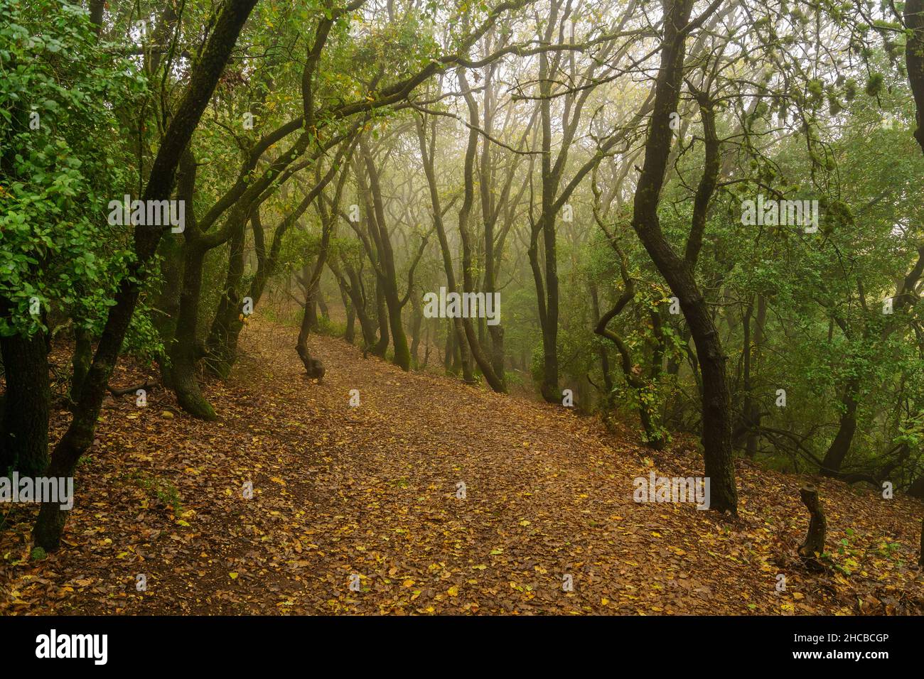 View of hiking trail in the forest, on top of Mount Meron, the upper ...