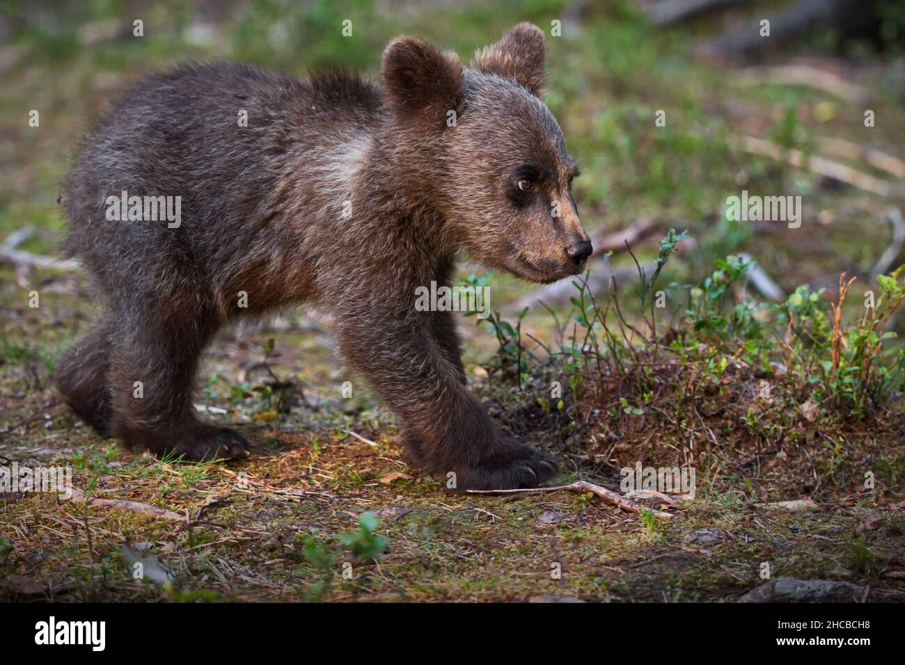 Little creature in nature hi-res stock photography and images - Alamy
