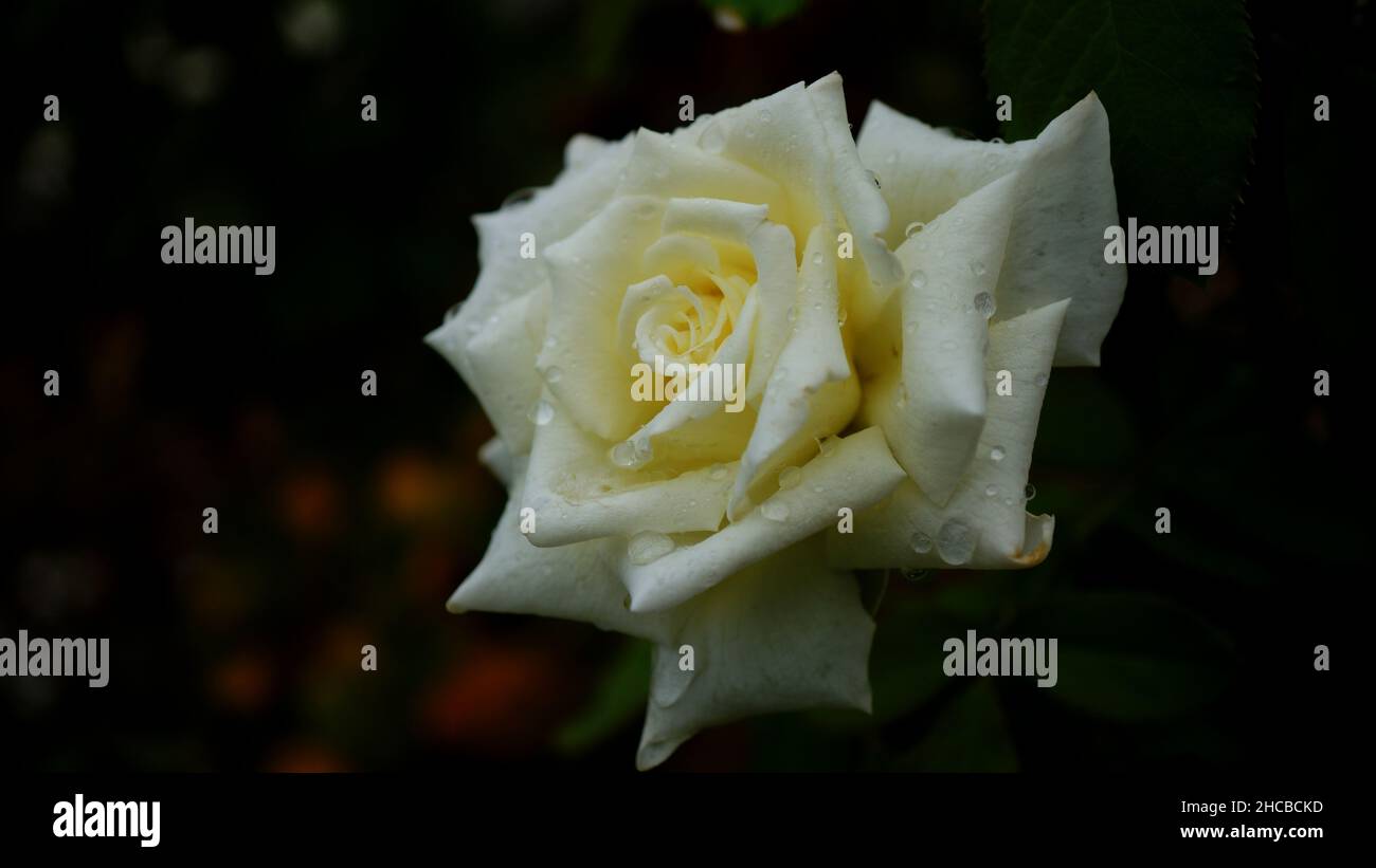 Close-up photos of roses with raindrops, photos taken after light ...