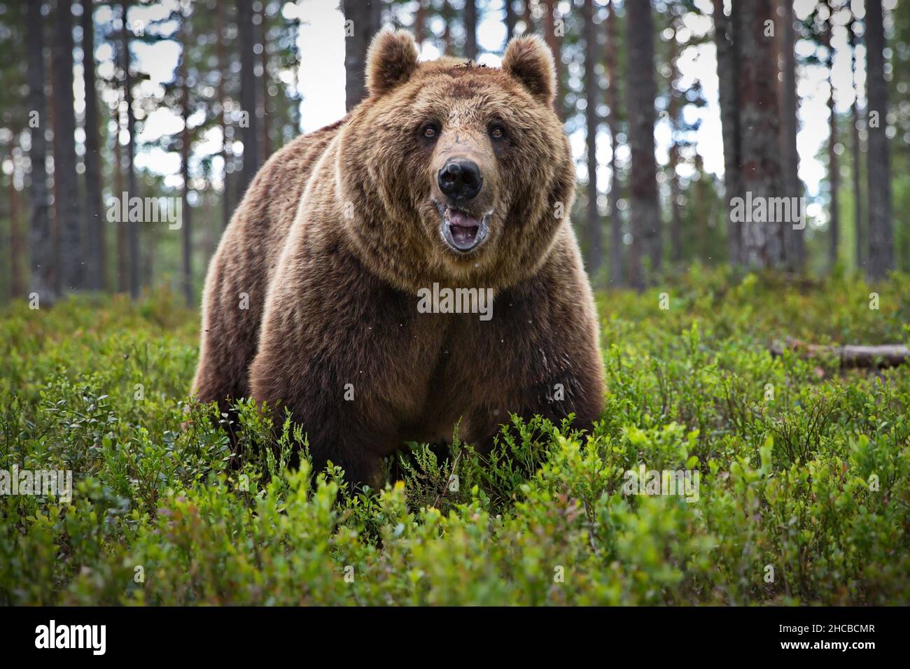 Brown bear face hi-res stock photography and images - Alamy