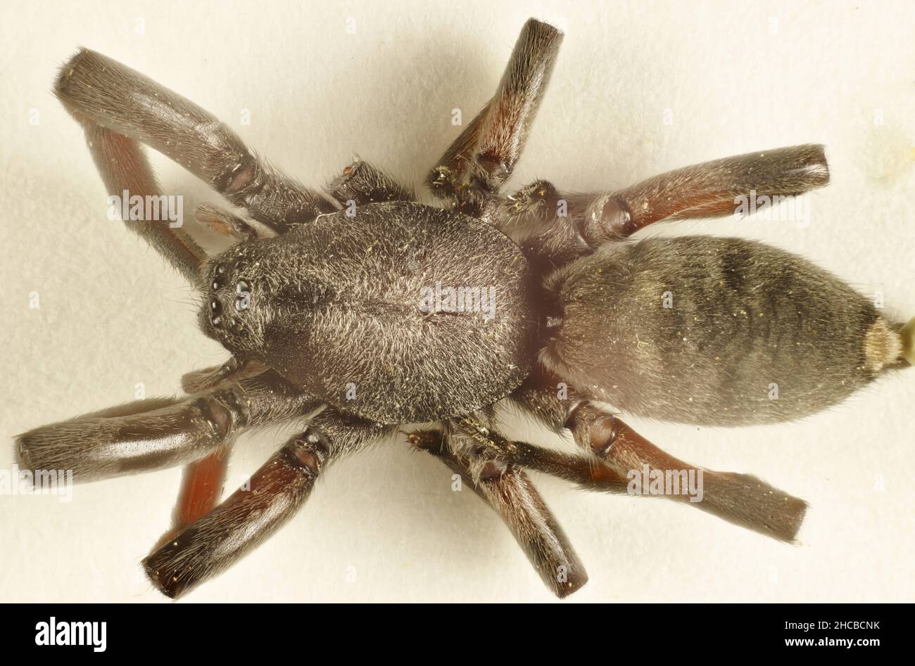 Spider tarsus hi-res stock photography and images - Alamy