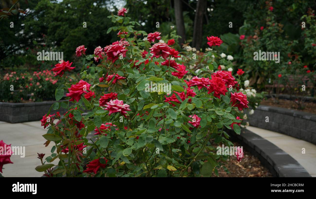 Close-up photos of roses with raindrops, photos taken after light ...