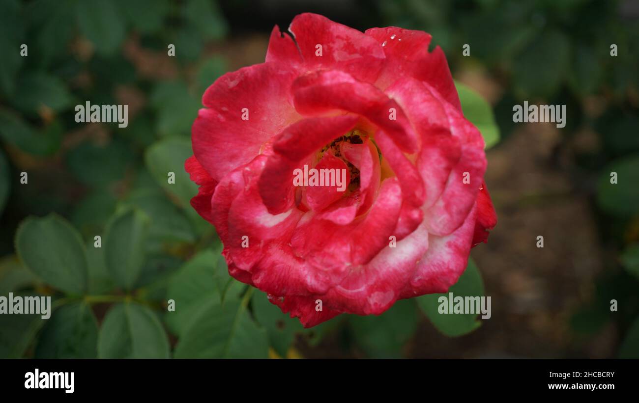 Close-up photos of roses with raindrops, photos taken after light ...