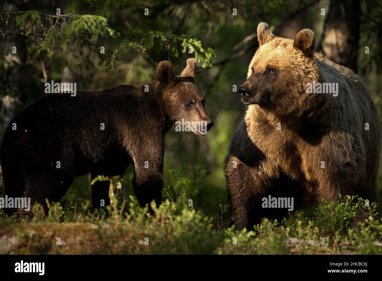 Bears in the forest hi-res stock photography and images - Alamy