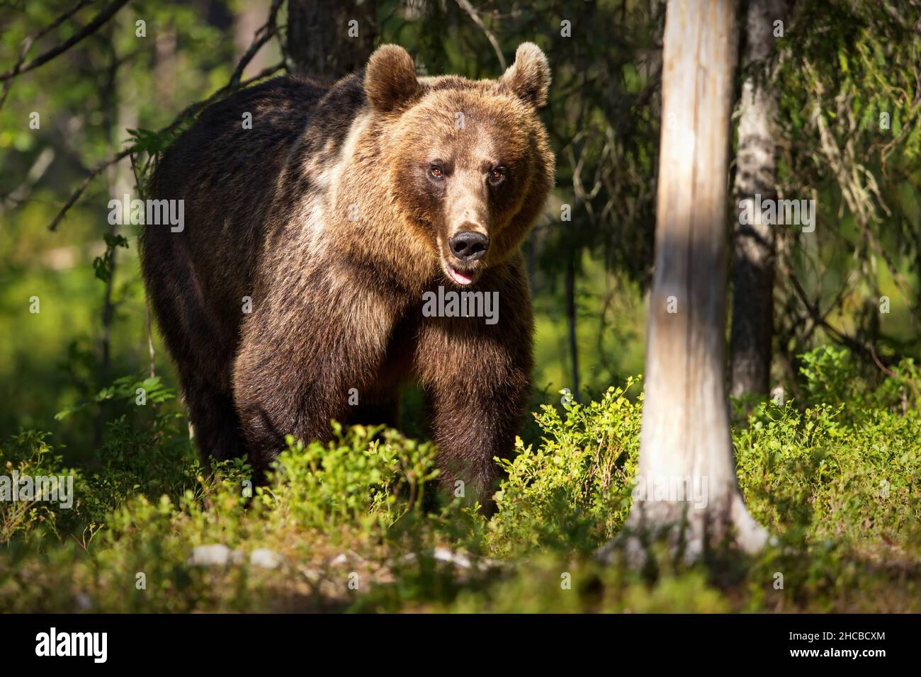 Green forest with grizzly bears in Finland during daylight Stock Photo ...