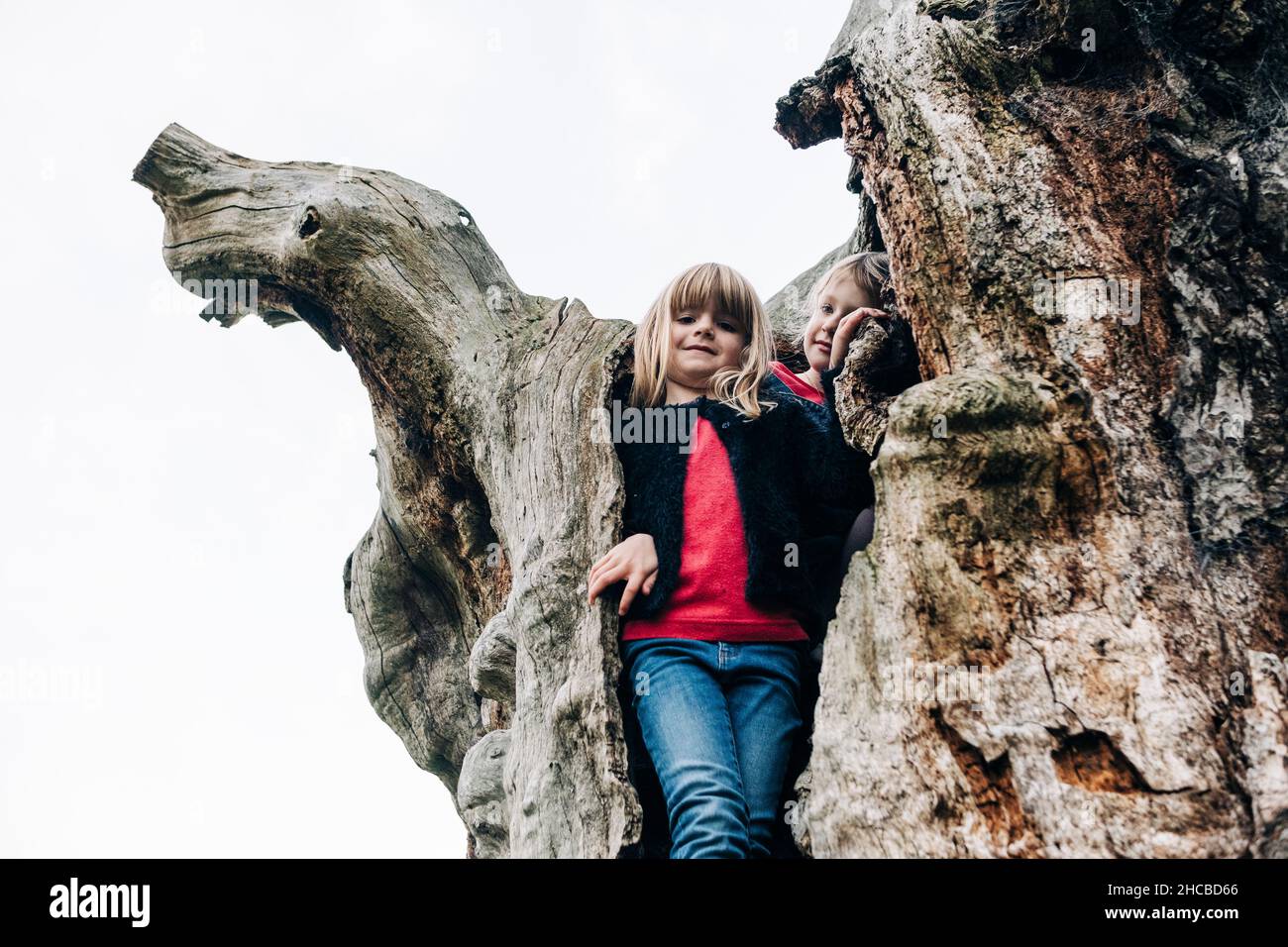 Tree hollow hi-res stock photography and images - Alamy