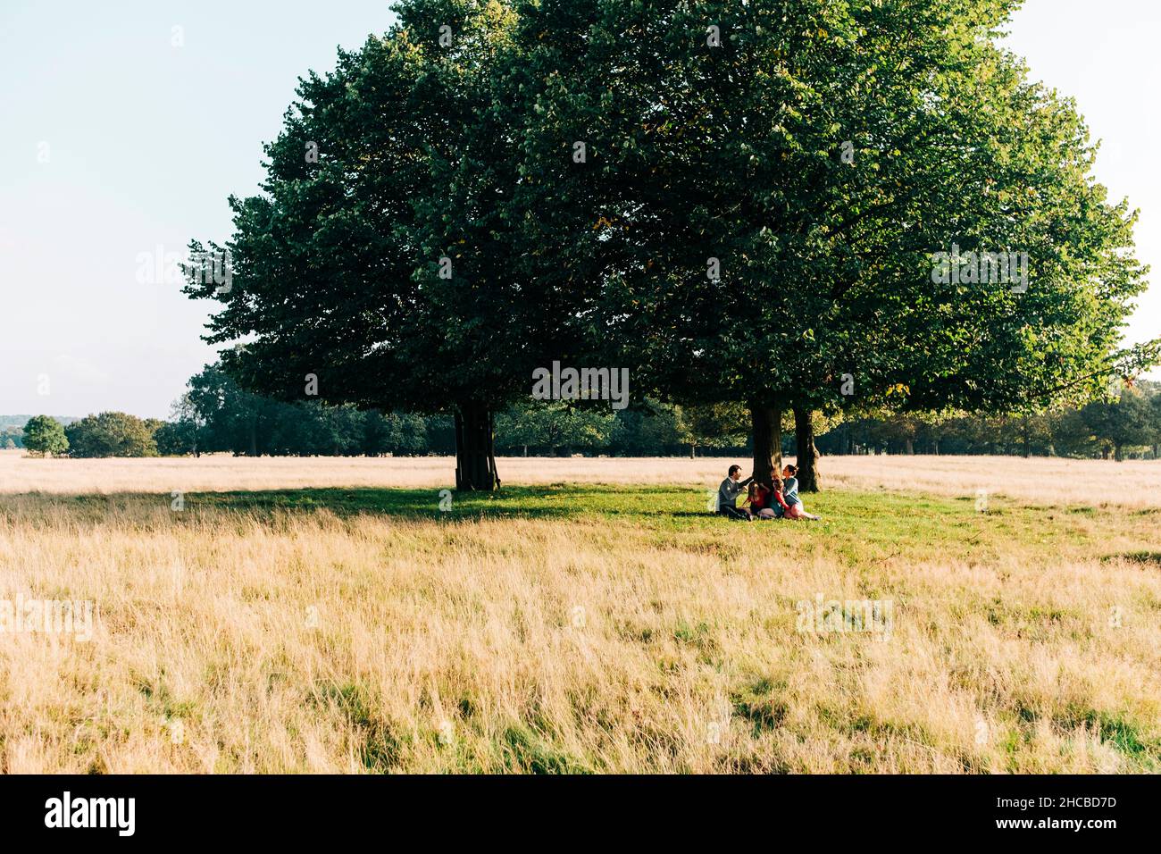 Leisure tree hi-res stock photography and images - Alamy