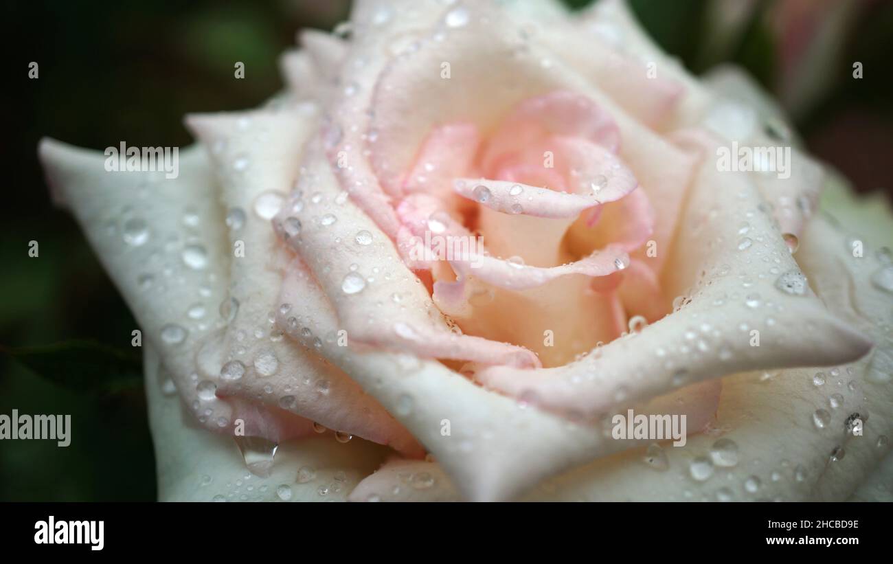 Close-up photos of roses with raindrops, photos taken after light ...