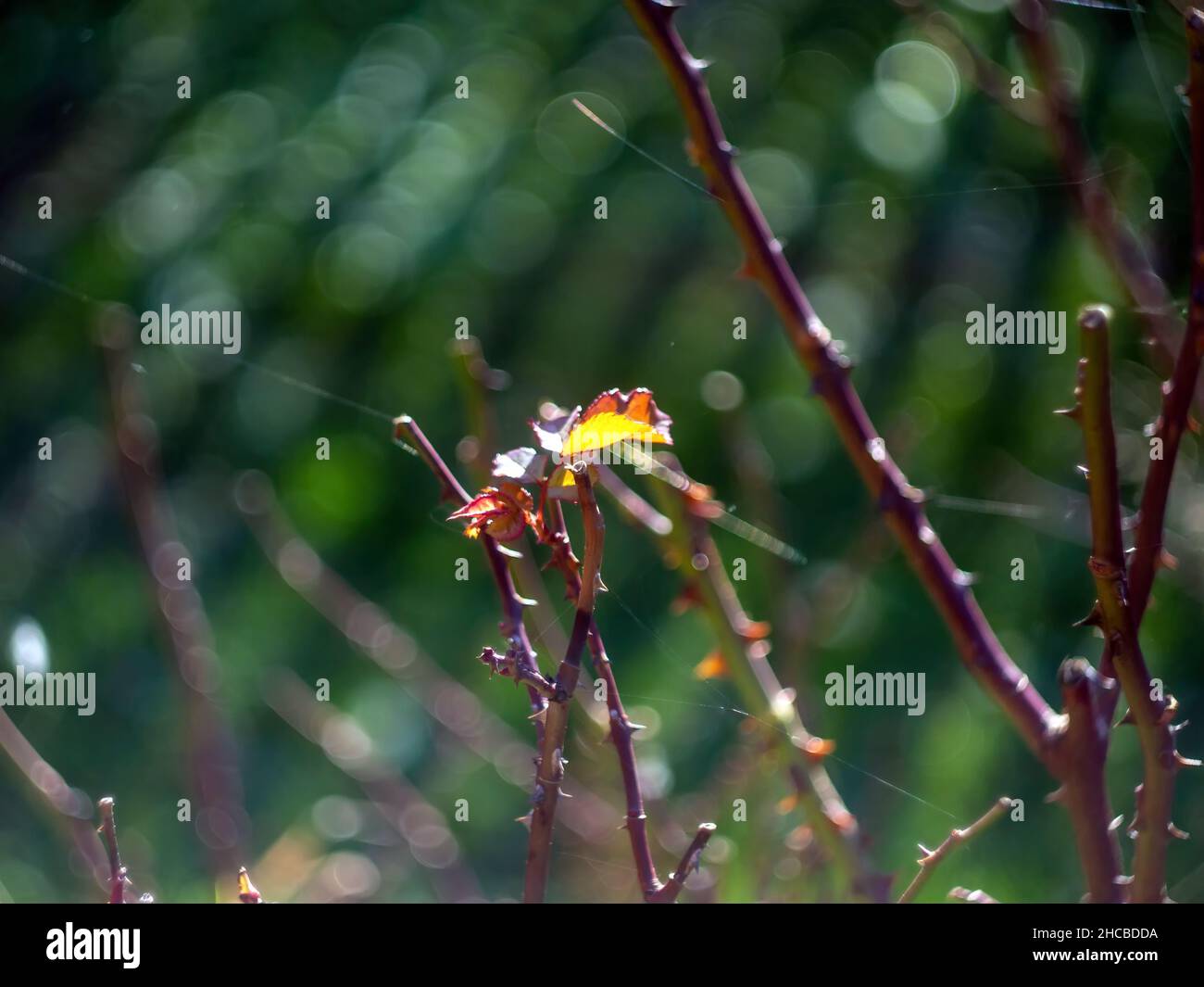 Falling bush hi-res stock photography and images - Alamy