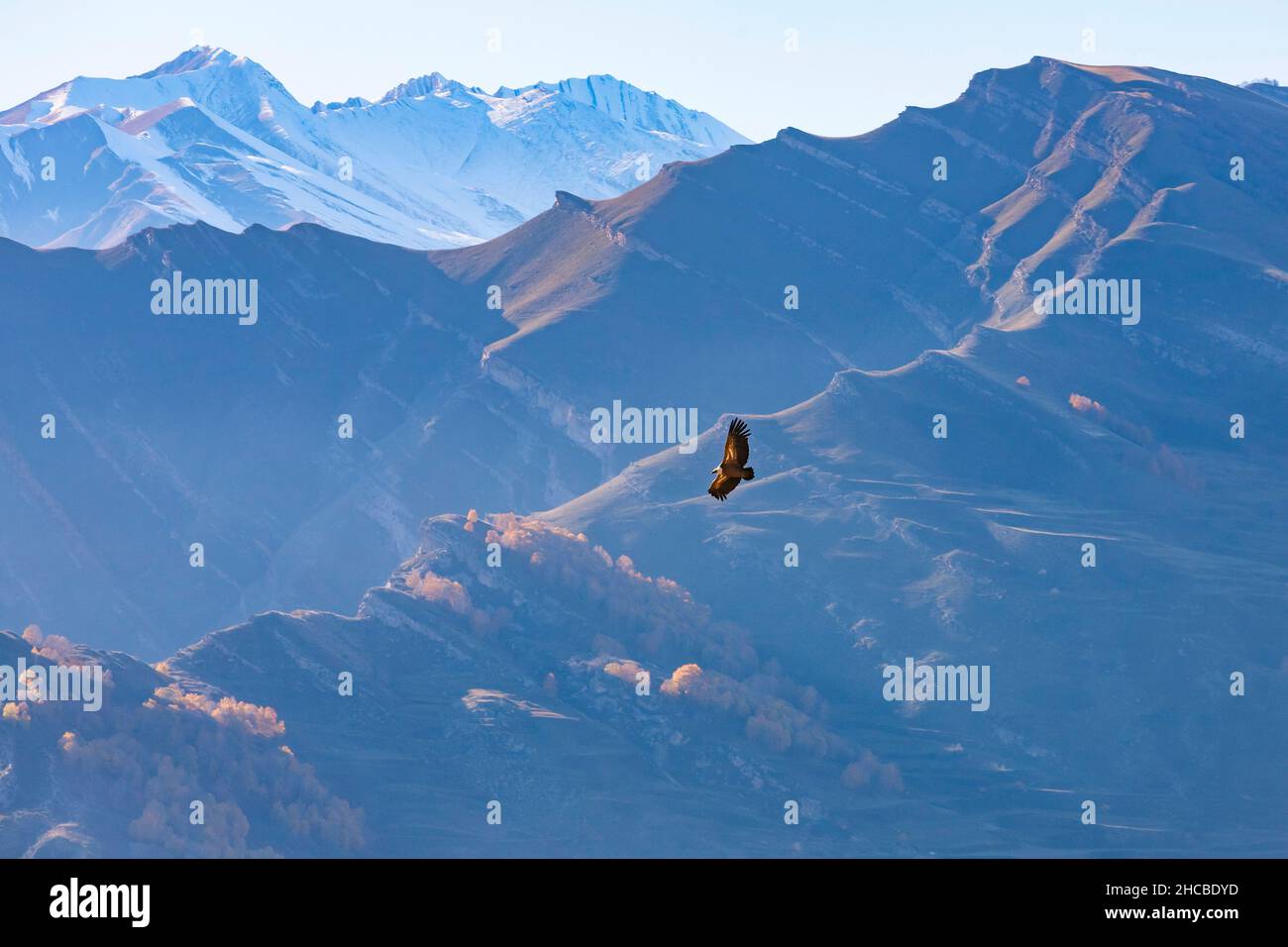 Eagle flying mountain hi-res stock photography and images - Alamy