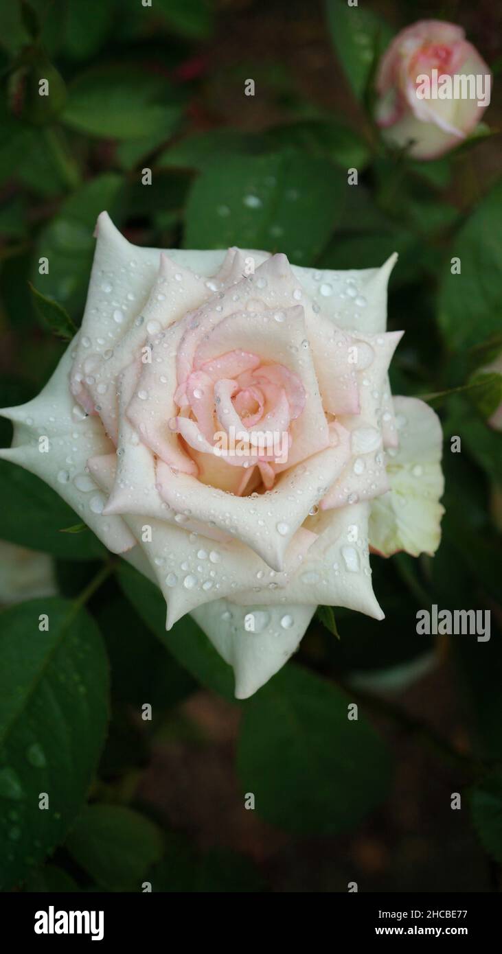 Close-up photos of roses with raindrops, photos taken after light ...