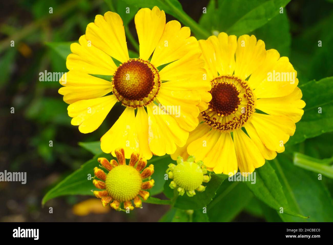 Helenium autumnale sneezeweed hi-res stock photography and images - Alamy