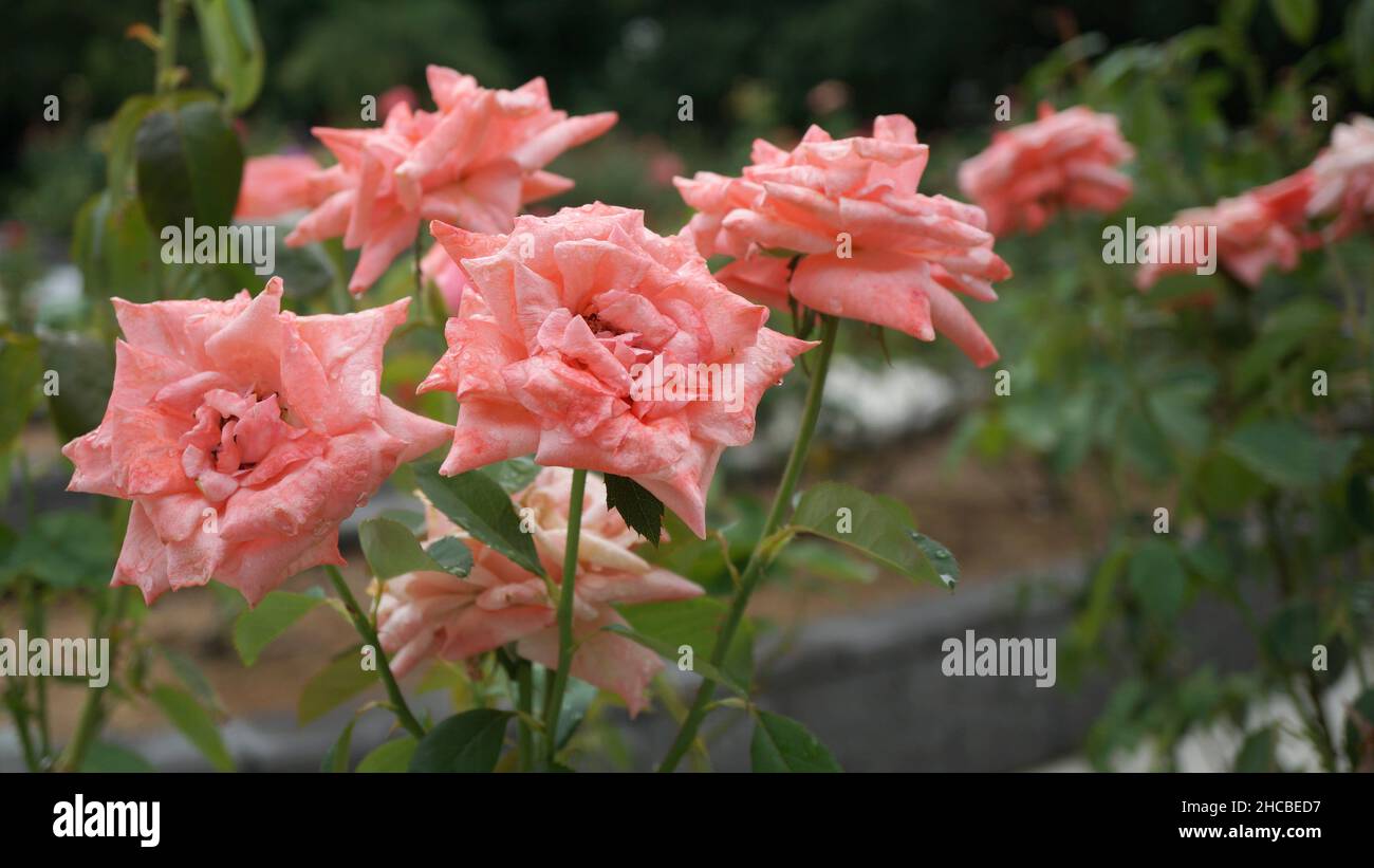 Close-up photos of roses with raindrops, photos taken after light ...