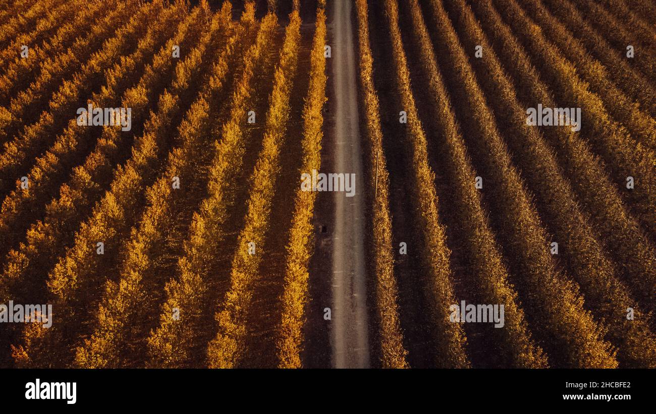 Fruit field hi-res stock photography and images - Alamy