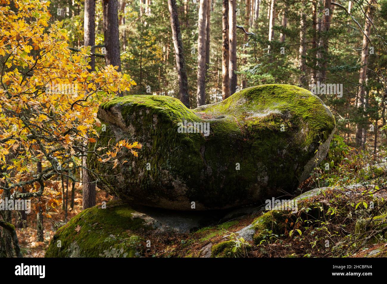 Rock covered with green moss in forest Stock Photo - Alamy