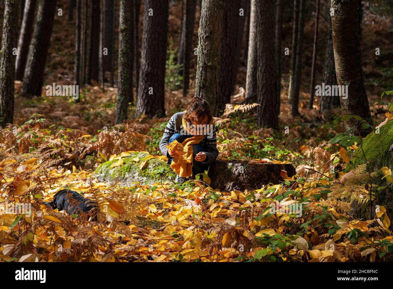 Women collecting leaves from forest hi-res stock photography and images ...