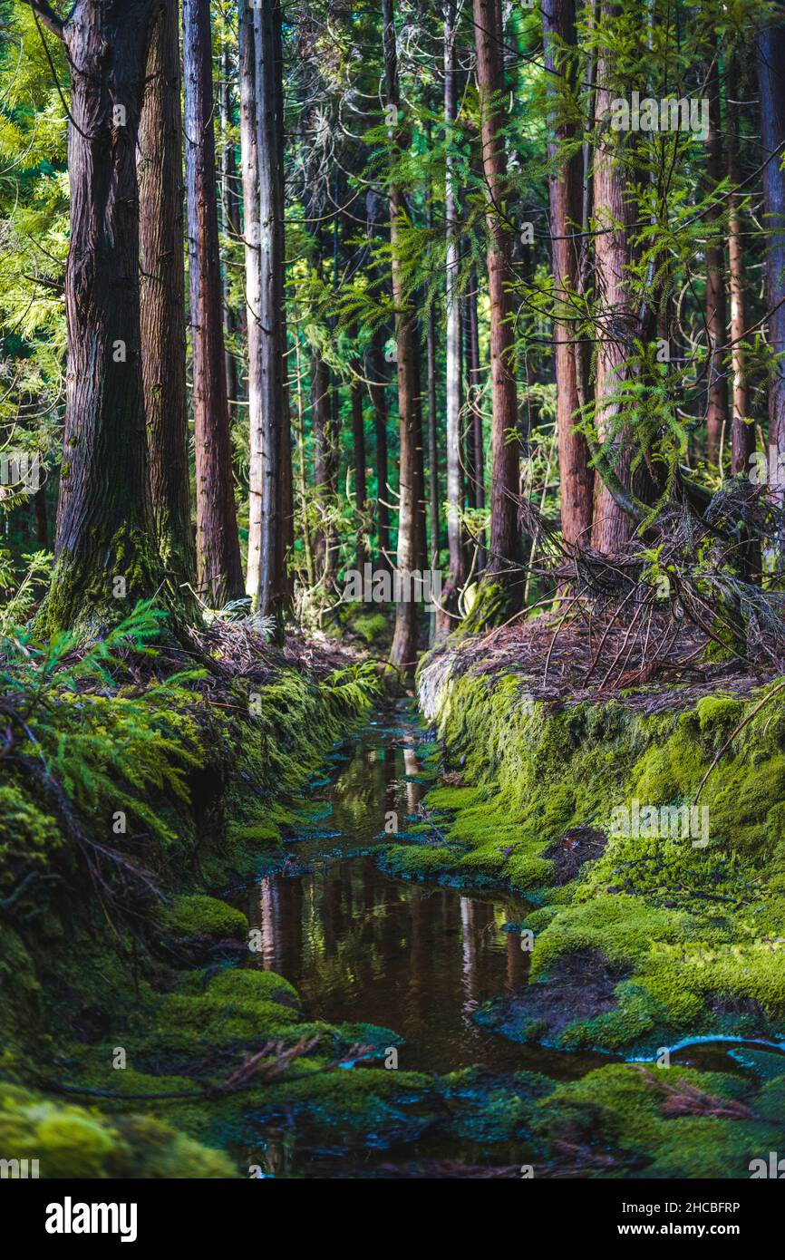 Stream amidst trees in forest at Terceira Island, Azores, Portugal ...