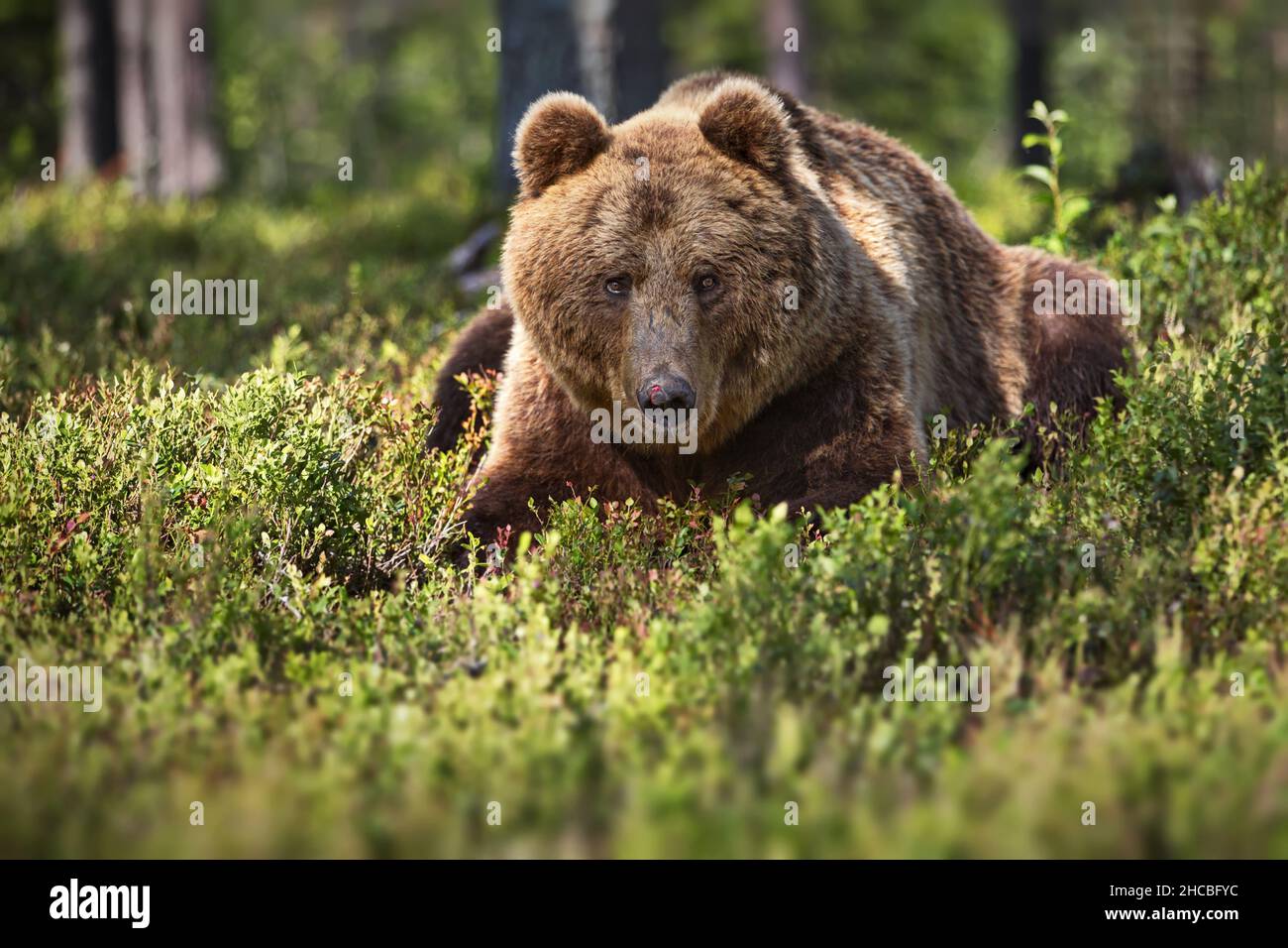 Big brown bear lying on the ground covered with green grass and looking ...