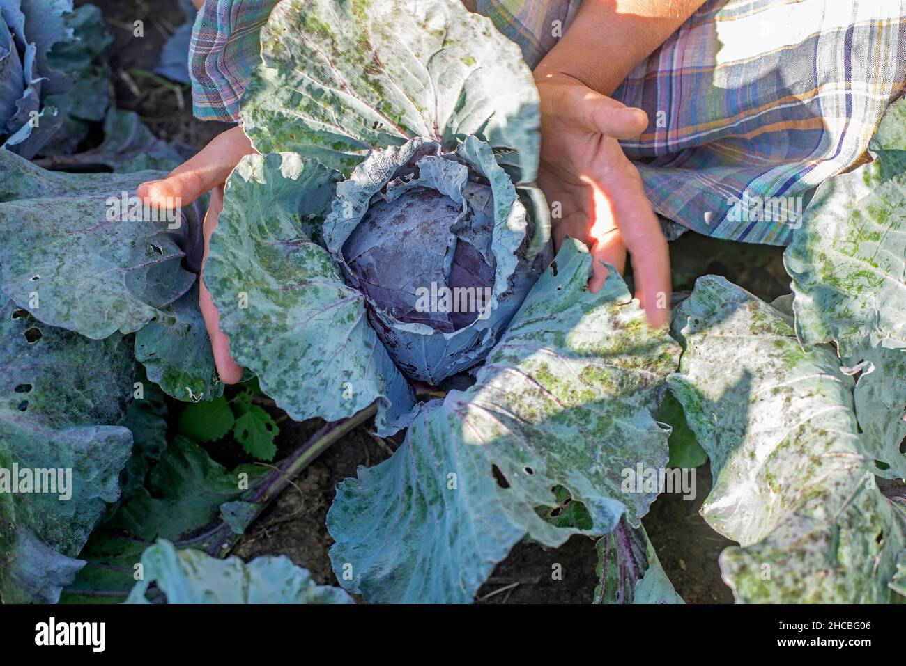 Woman harvesting red cabbage at organic farm Stock Photo - Alamy