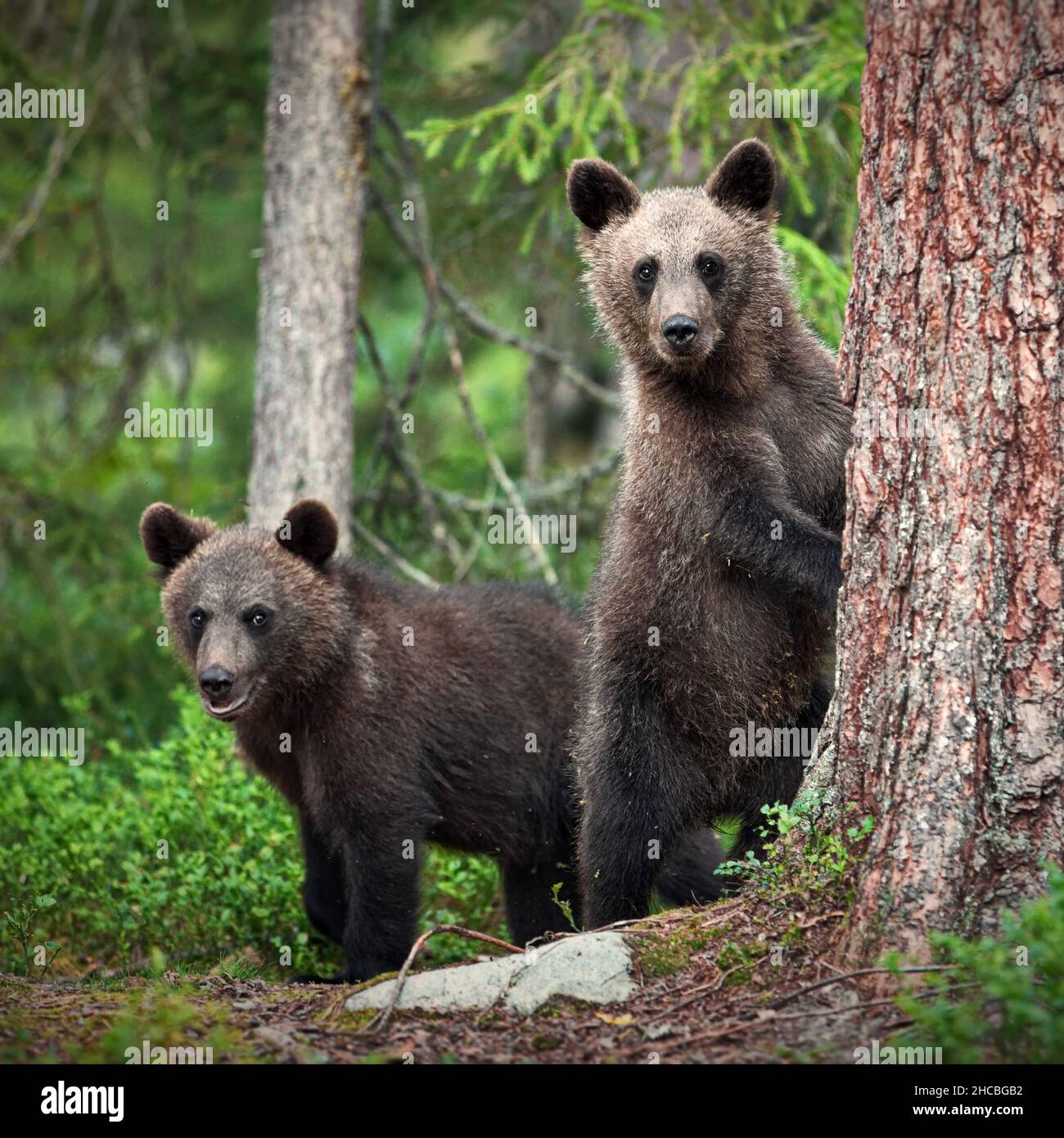 Brown bears in the forest in Finland Stock Photo - Alamy
