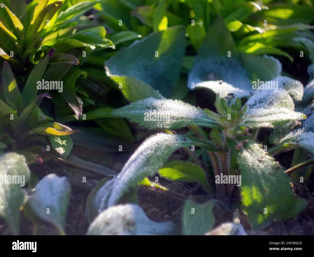 Light snow in the garden hi-res stock photography and images - Alamy